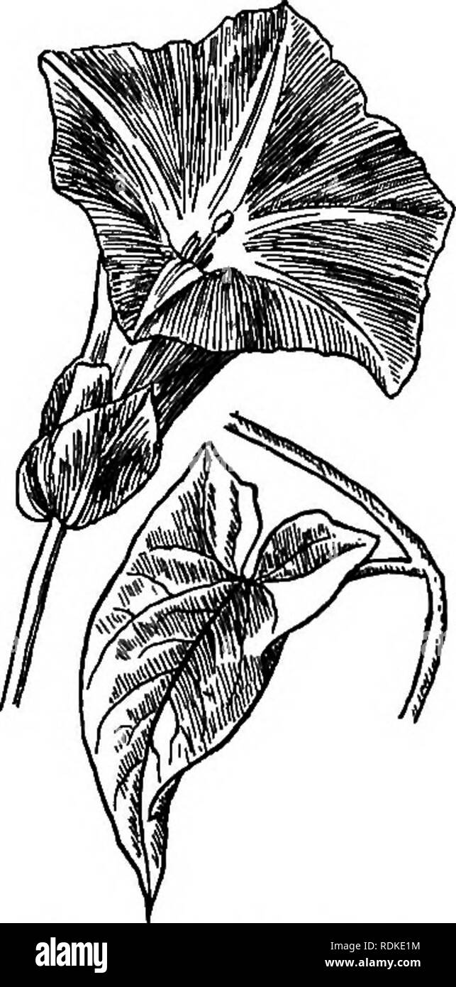 Bell shaped crown Black and White Stock Photos & Images - Alamy