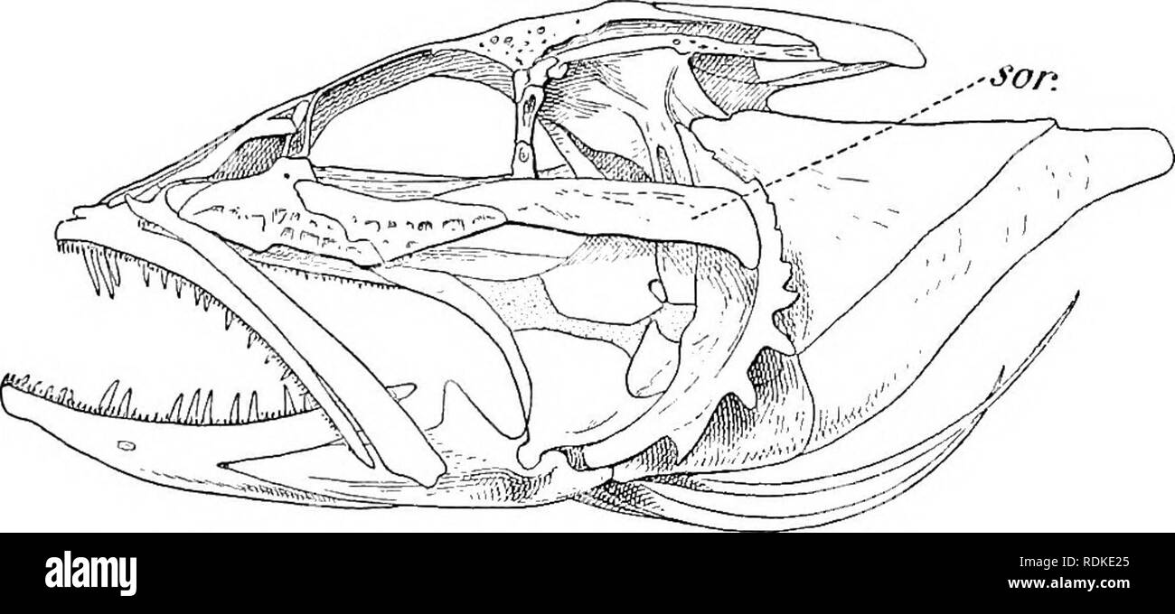 Caudal peduncle Black and White Stock Photos & Images - Alamy