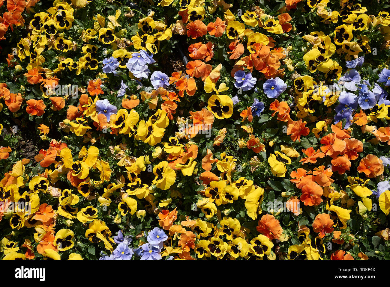 Viola cornuta flowerbed Stock Photo - Alamy