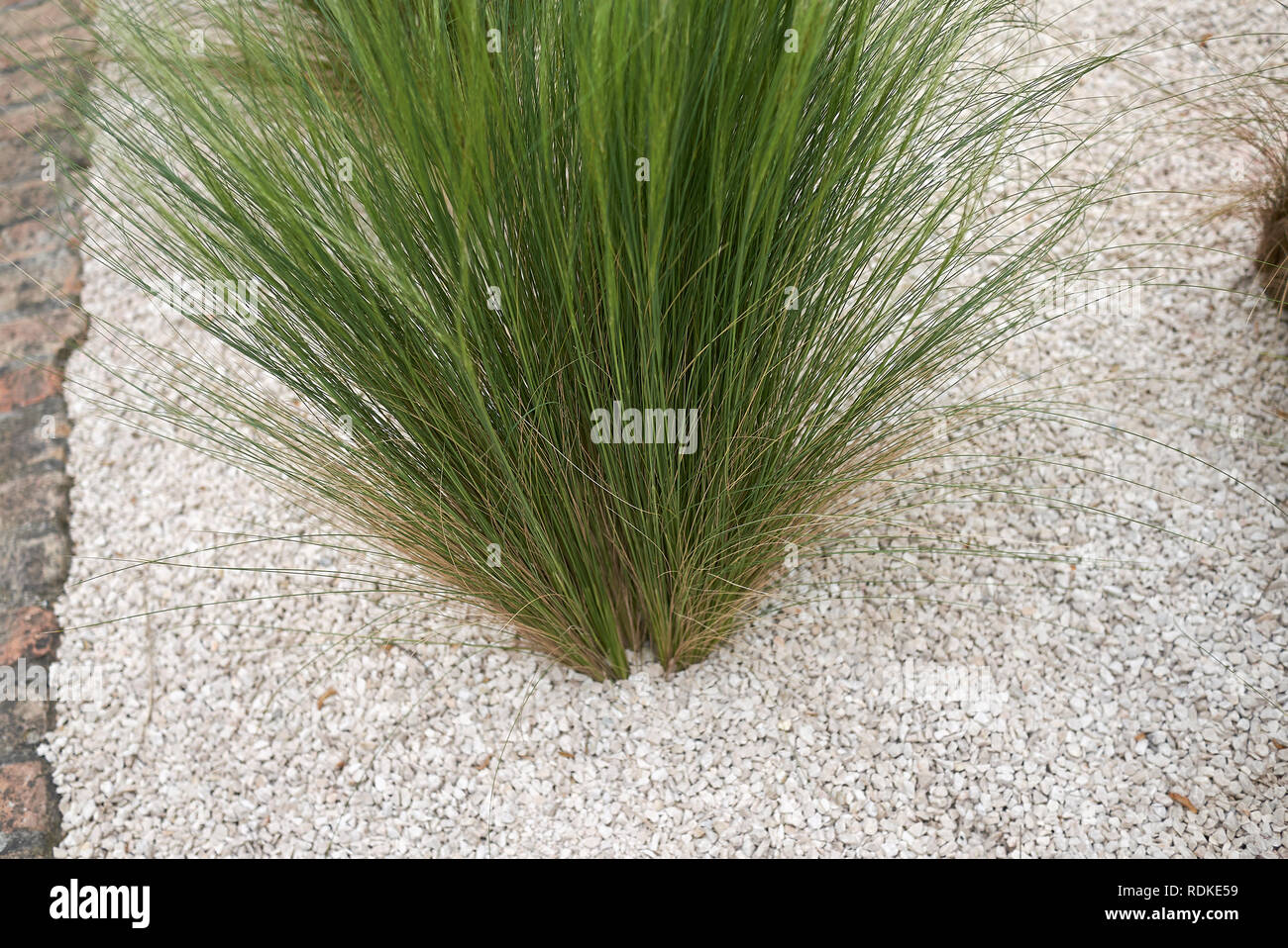 Ever flora plants hi-res stock photography and images - Alamy