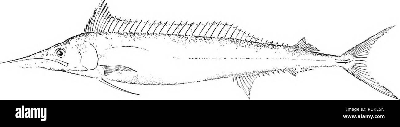 . The Cambridge natural history. Zoology. Fig. 416.—Tetrapturus helone ...