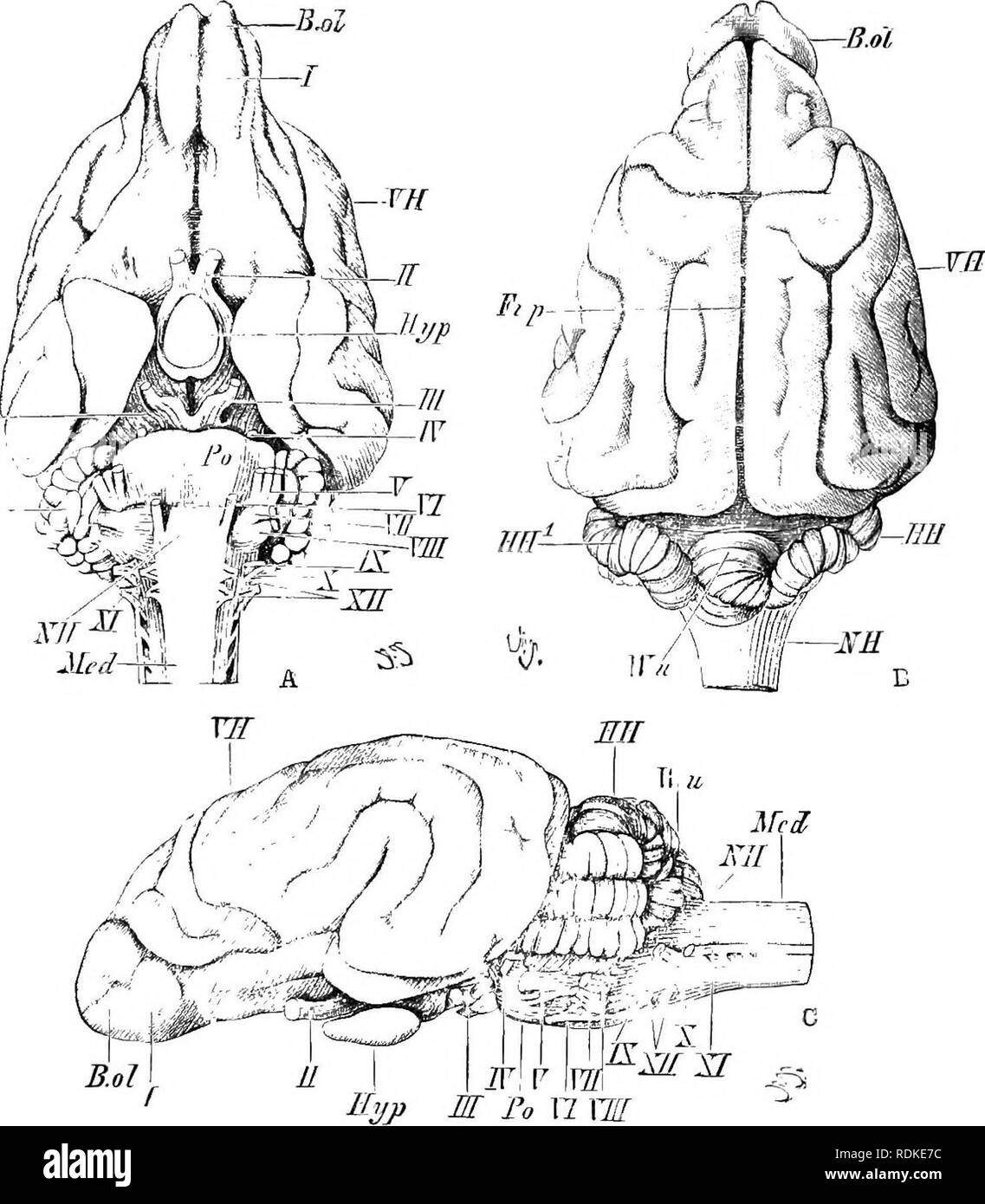 . The Cambridge natural history. Zoology. BRAIN OF CARNIVORA 389 ...