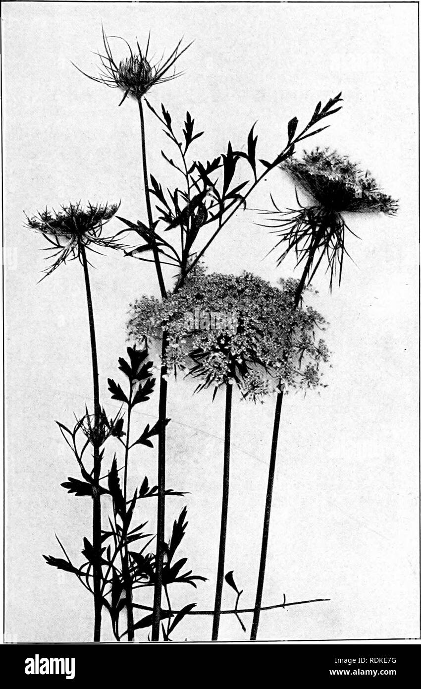 . Our garden flowers; a popular study of their native lands, their life ...