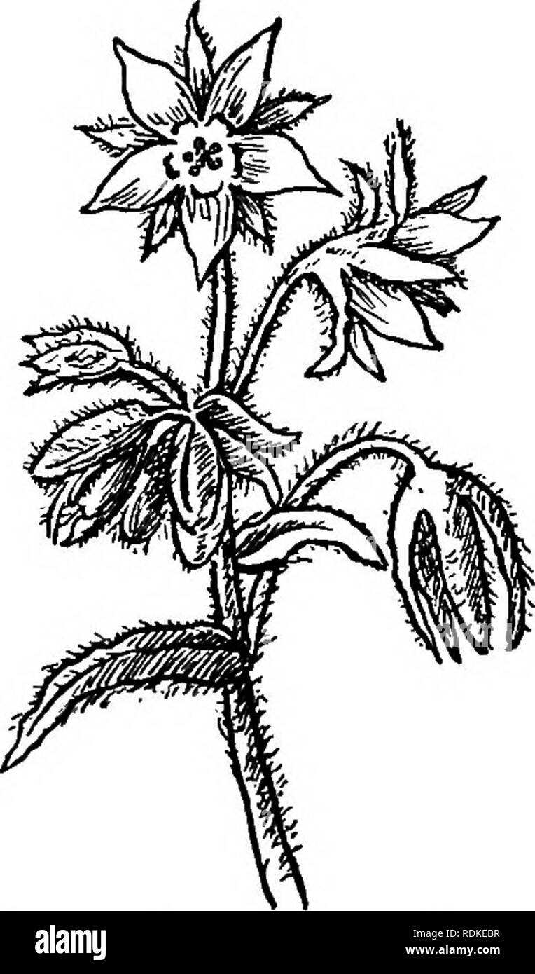 Common borage borago officinalis Black and White Stock Photos & Images ...