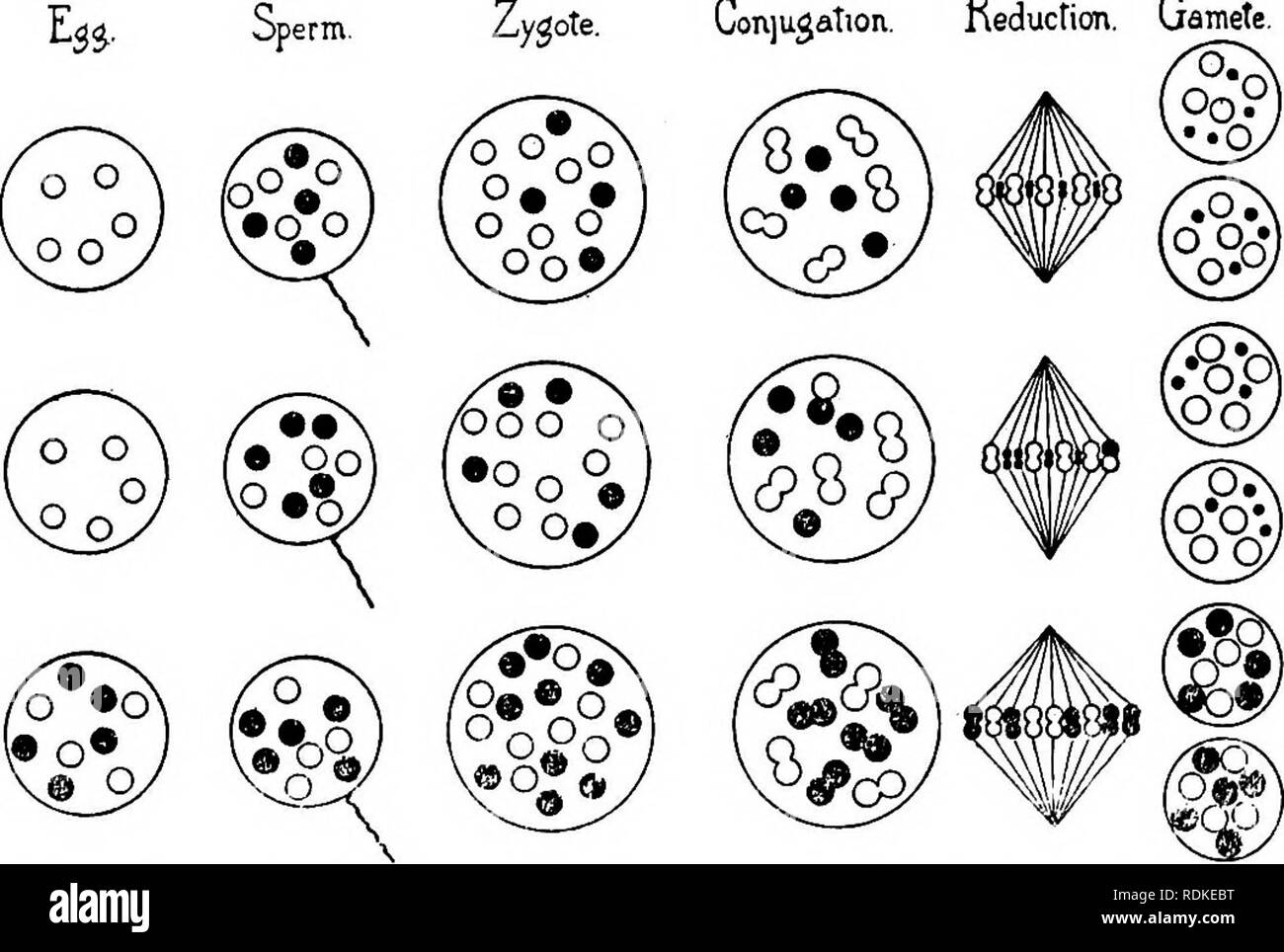 . The physical basis of heredity . Heredity. 162 PHYSICAL BASIS OF ...