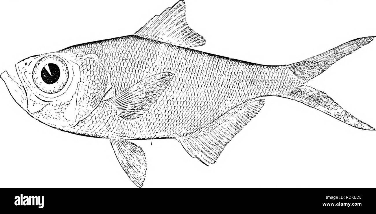 . The Cambridge natural history. Zoology. ACANTHOPTERYGII 655 Fam. 1 ...