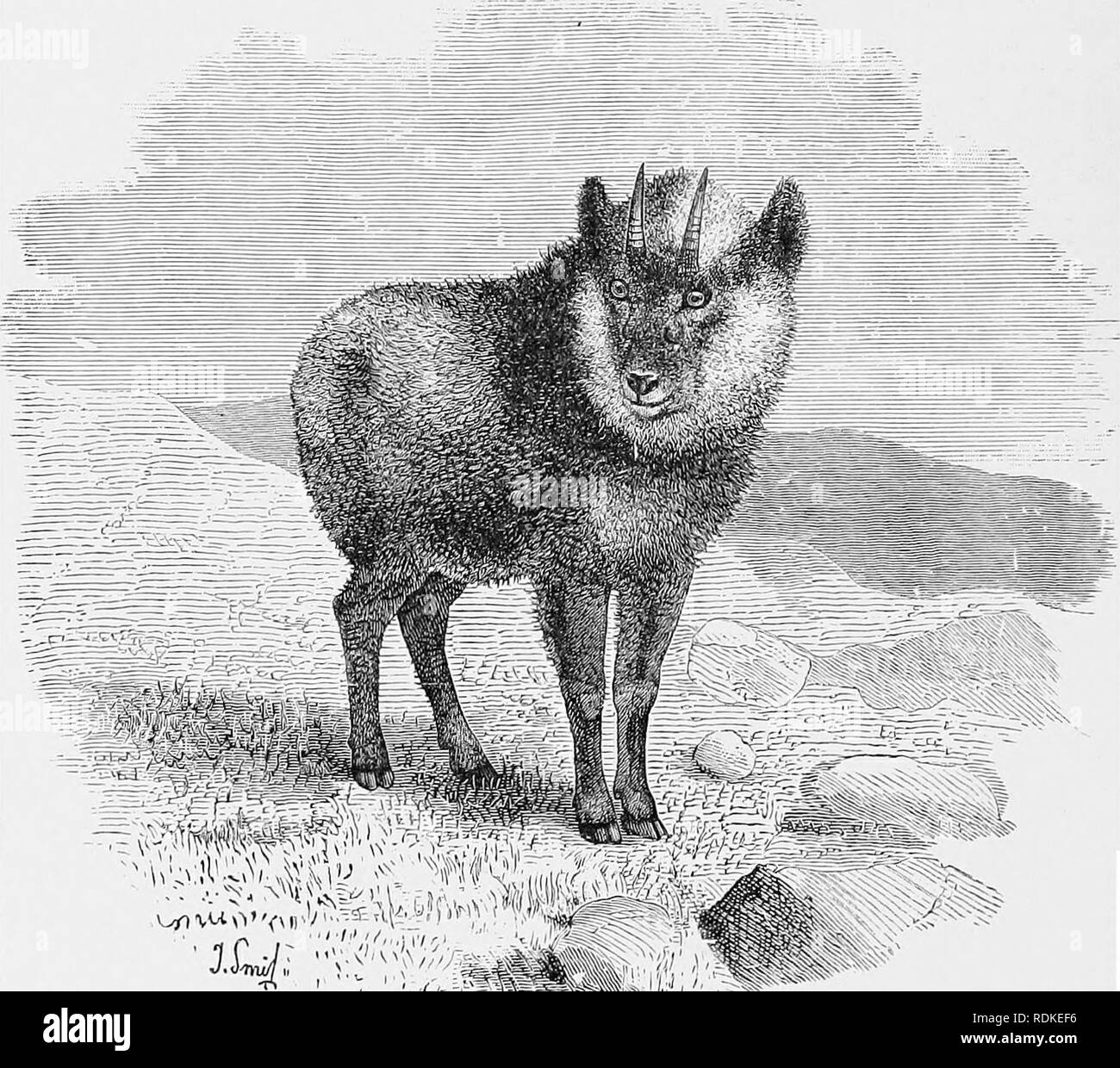 C aegagrus Black and White Stock Photos & Images - Alamy