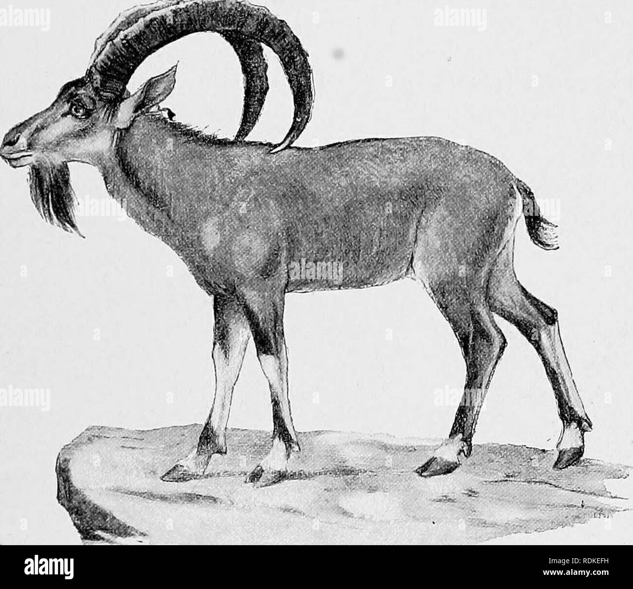 . The Cambridge natural history. Zoology. THE WILD GOAT 32s and the ...