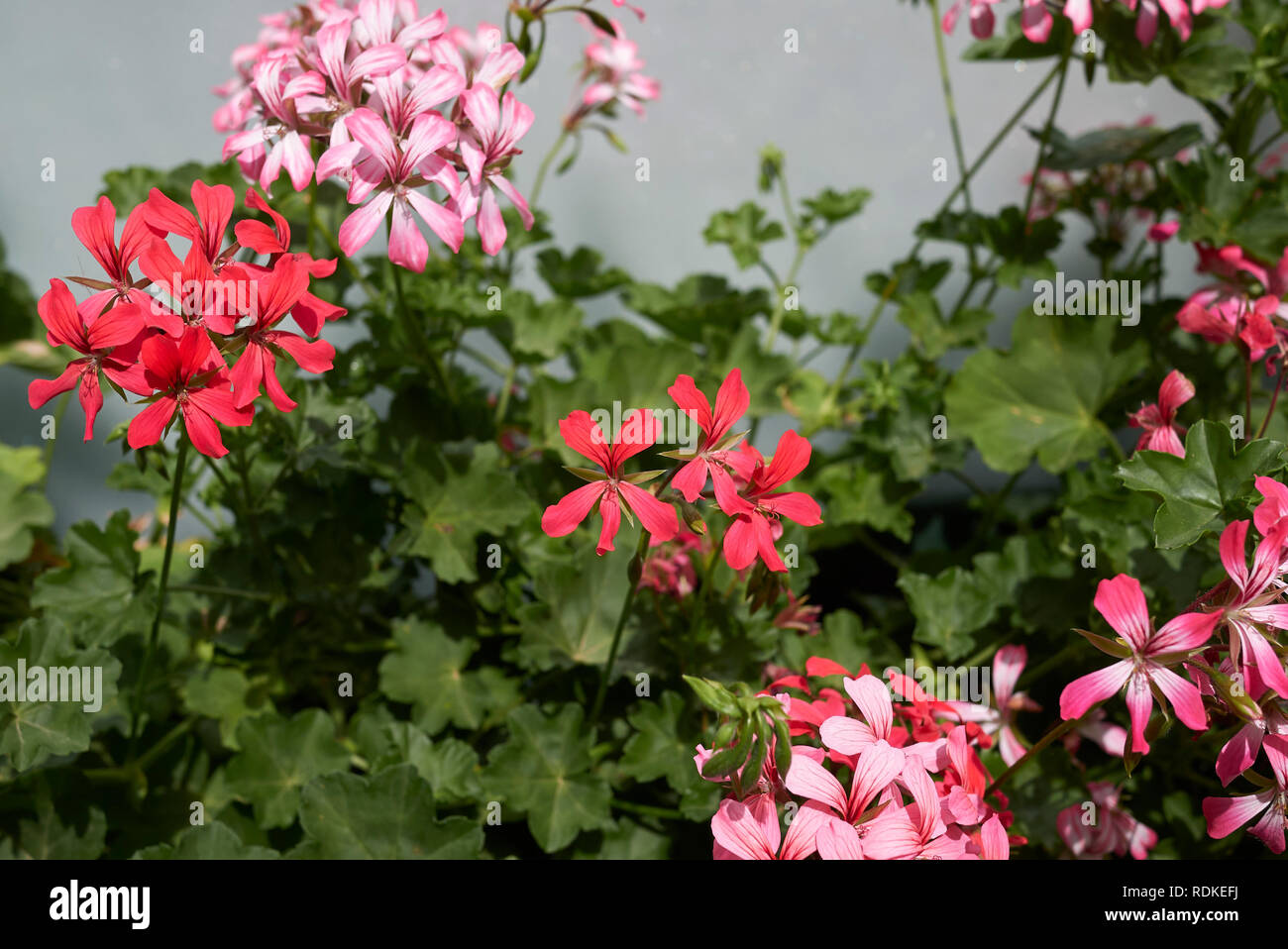 Scented leaf pelargonium pot hi-res stock photography and images - Alamy