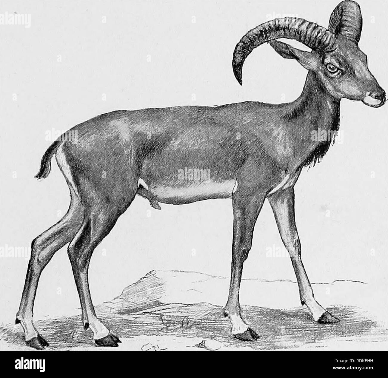 Race of oxen Black and White Stock Photos & Images - Alamy