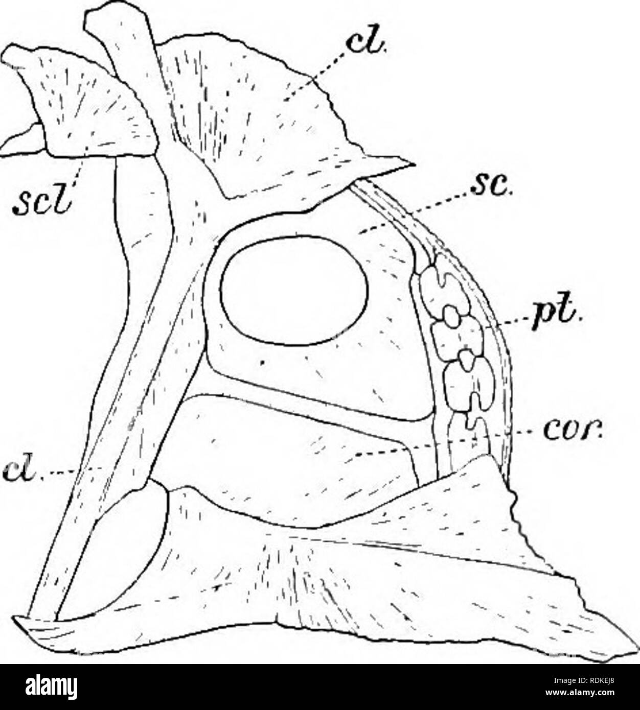. The Cambridge natural history. Zoology. >30 TELEOSTEI gials. Pelvic ...
