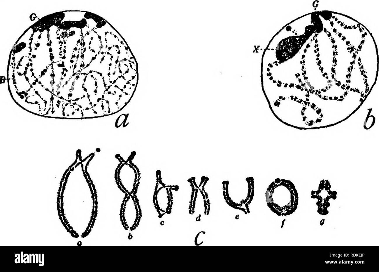 Leptotene Black and White Stock Photos & Images - Alamy