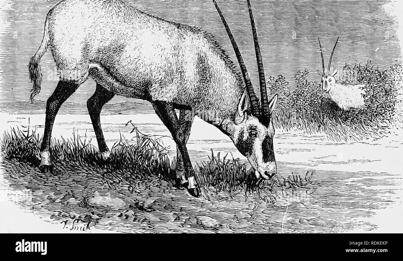 African sable antelope Black and White Stock Photos & Images - Alamy