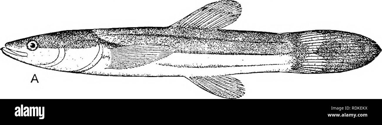 Amblyopsidae High Resolution Stock Photography and Images - Alamy