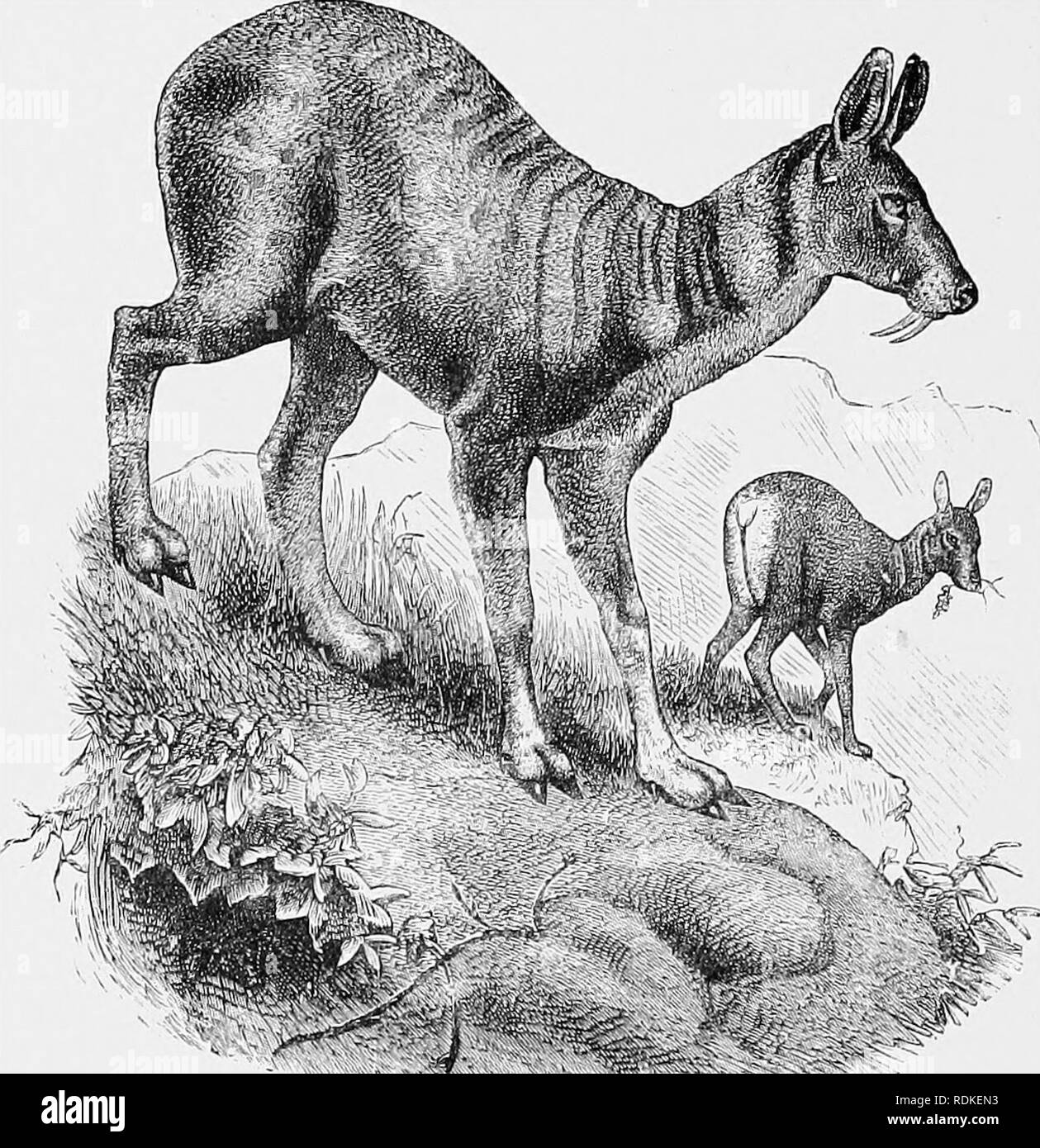 Young adult deer Black and White Stock Photos & Images - Alamy