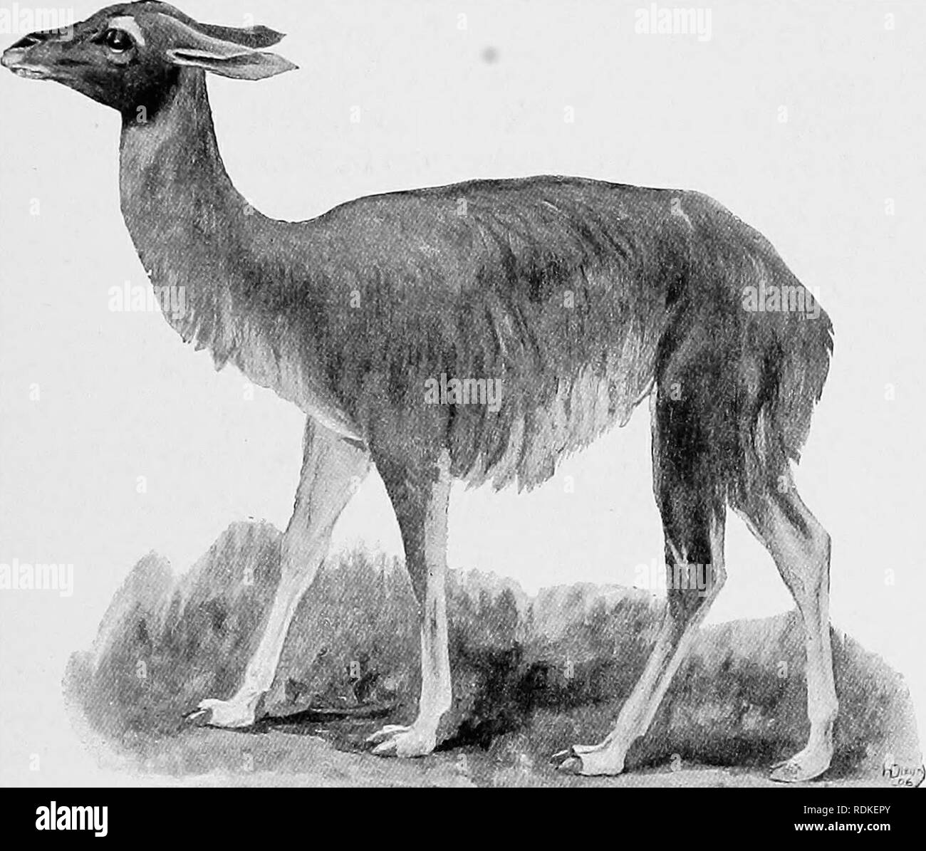 Bezoar stones hi-res stock photography and images - Alamy