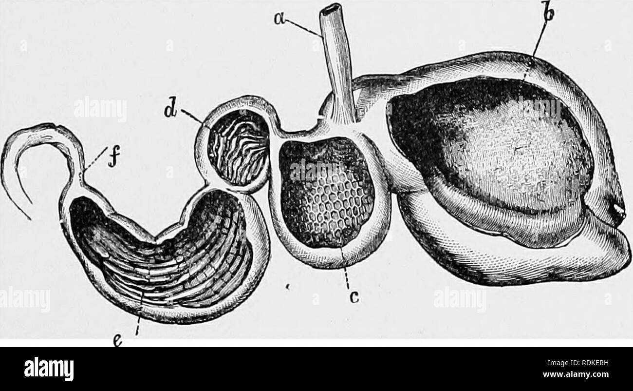 Tragulidae hi-res stock photography and images - Alamy