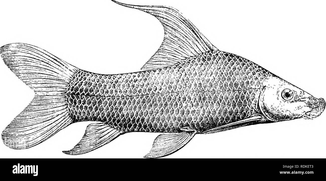 Carp on the surface of the water Black and White Stock Photos & Images ...