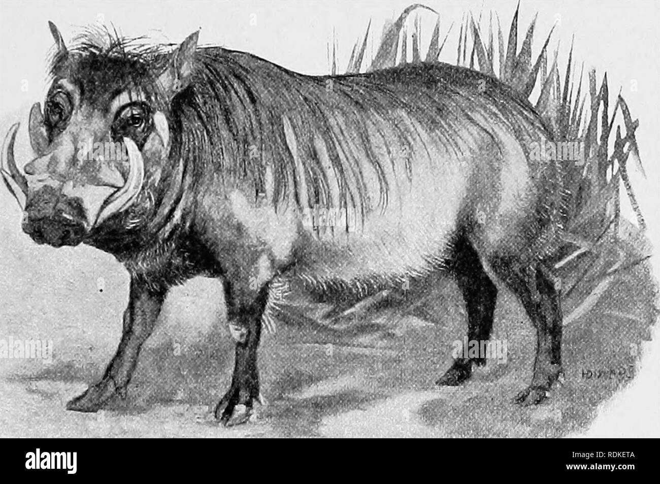 Sus genus Black and White Stock Photos & Images - Alamy