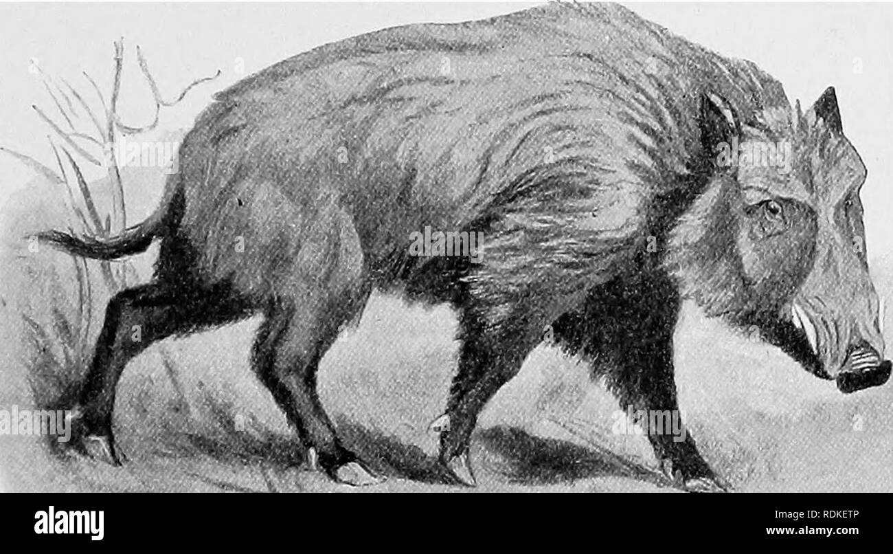 Pig nostrils Black and White Stock Photos & Images - Alamy