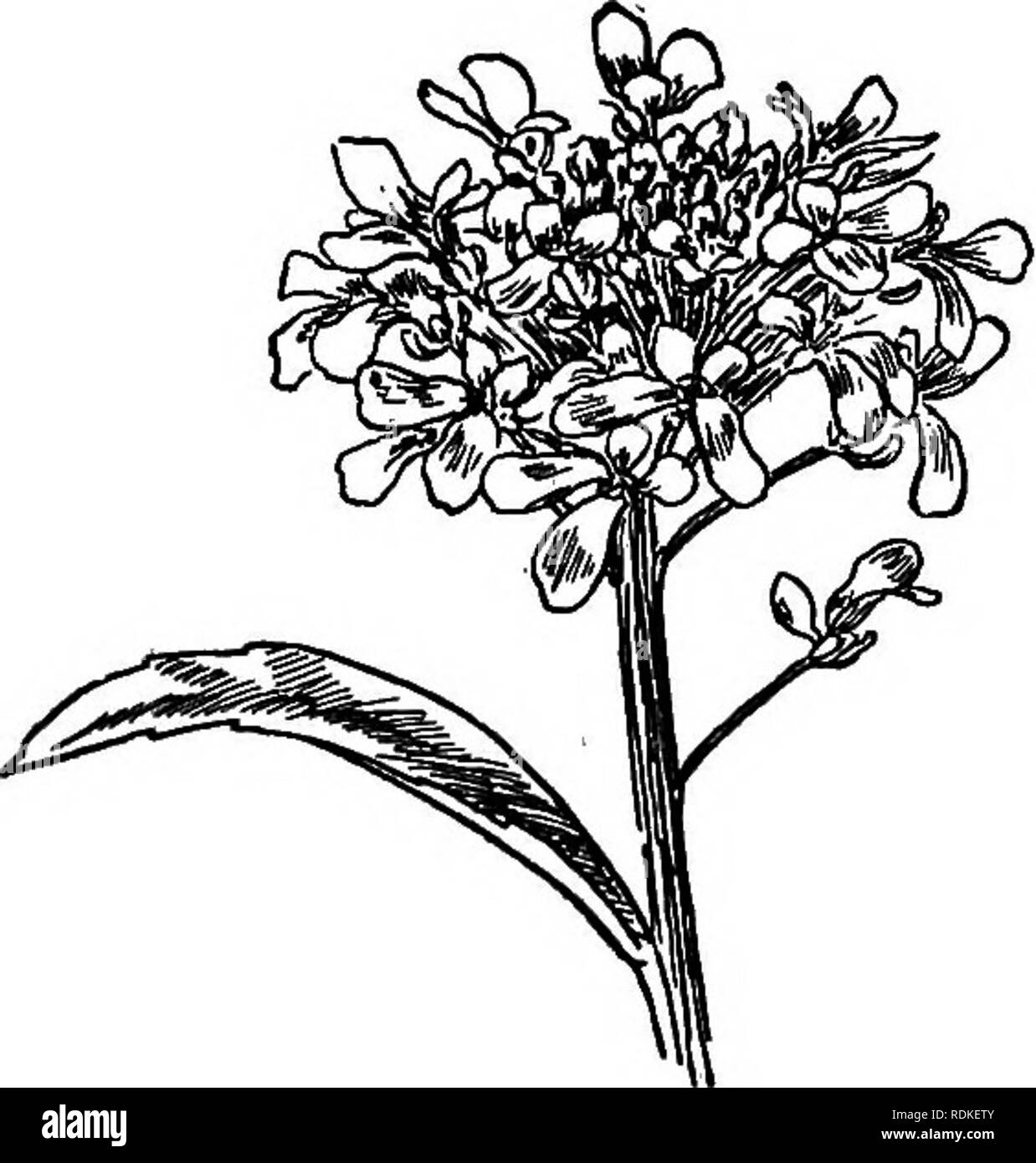 Purple candytuft Black and White Stock Photos & Images - Alamy