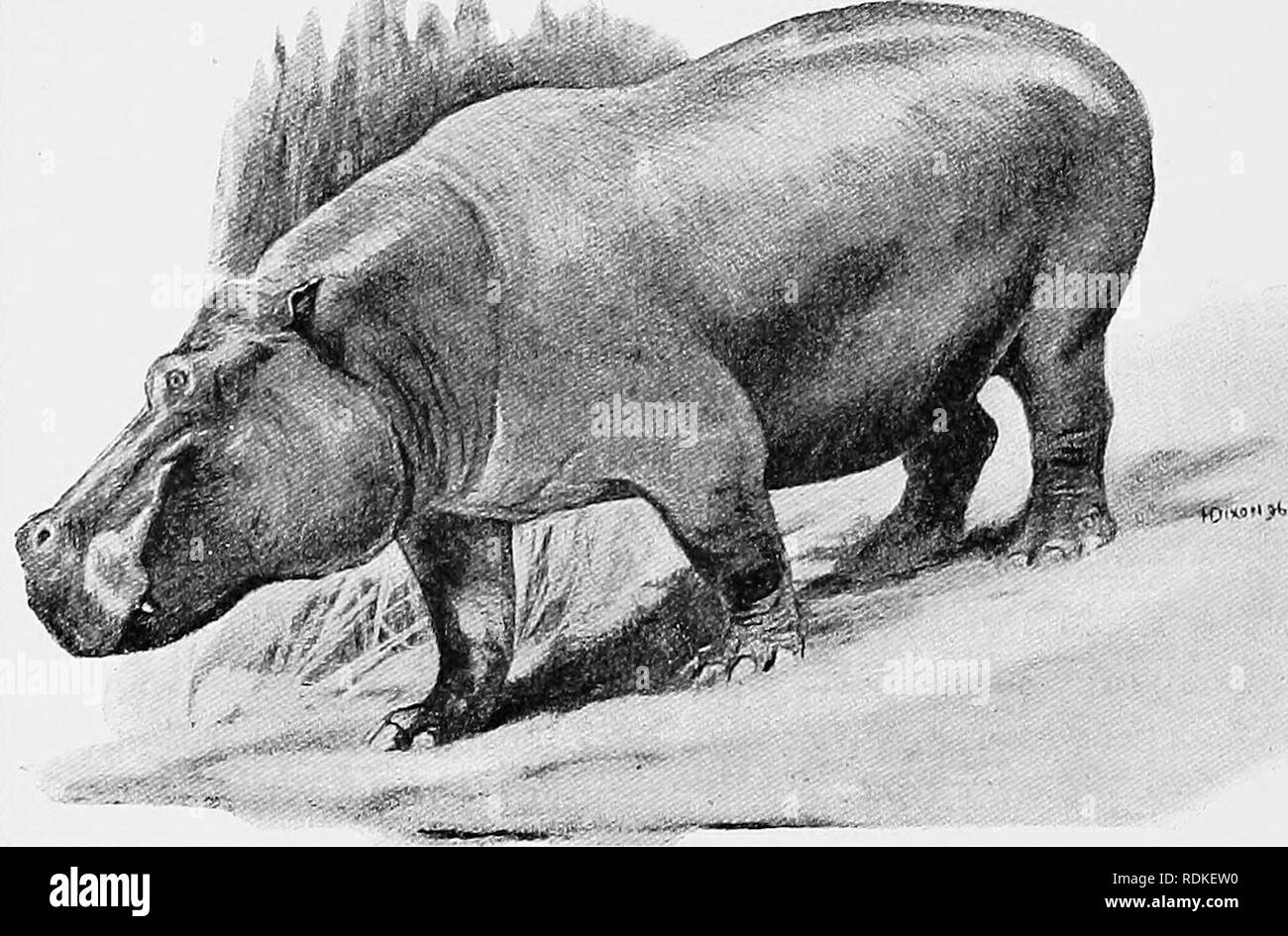 . The Cambridge natural history. Zoology. 274 HIPPOPOTAMUS jaw, and ...