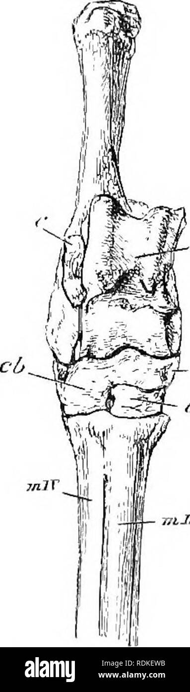 The cambridge sheep hi-res stock photography and images - Alamy