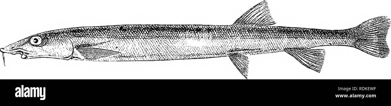 Malacosteus hi-res stock photography and images - Alamy