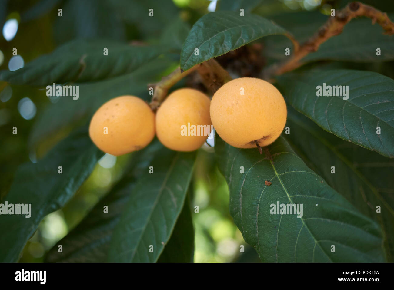 Eriobotrya japonica fruits Stock Photo - Alamy