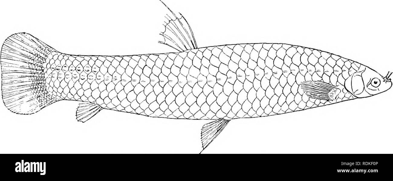 . The Cambridge natural history. Zoology. S6o TELEOSTEI chap. the ...