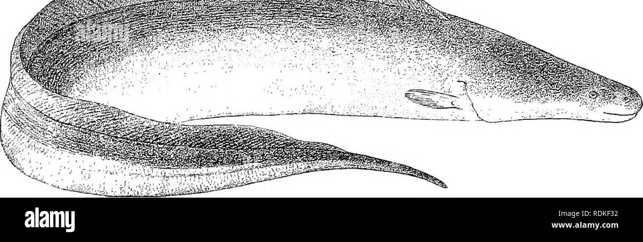 . The Cambridge natural history. Zoology. 552 TELEOSTEI of the breeding ...