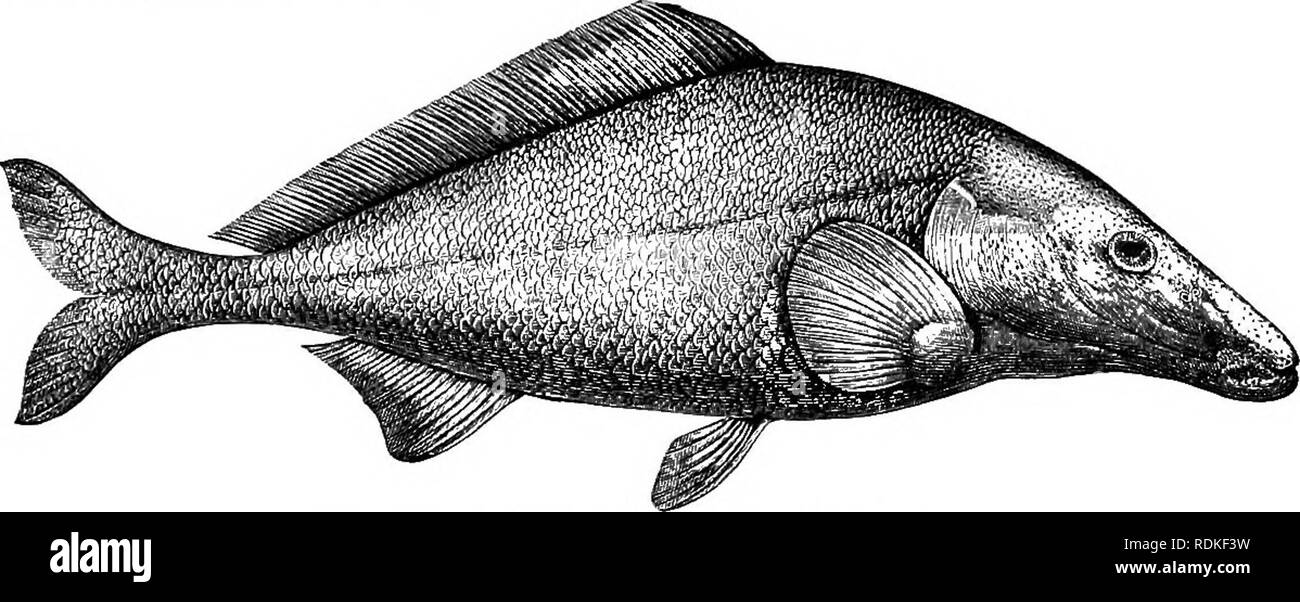 . The Cambridge natural history. Zoology. MALACOPTERYGII 549 Alhda is ...