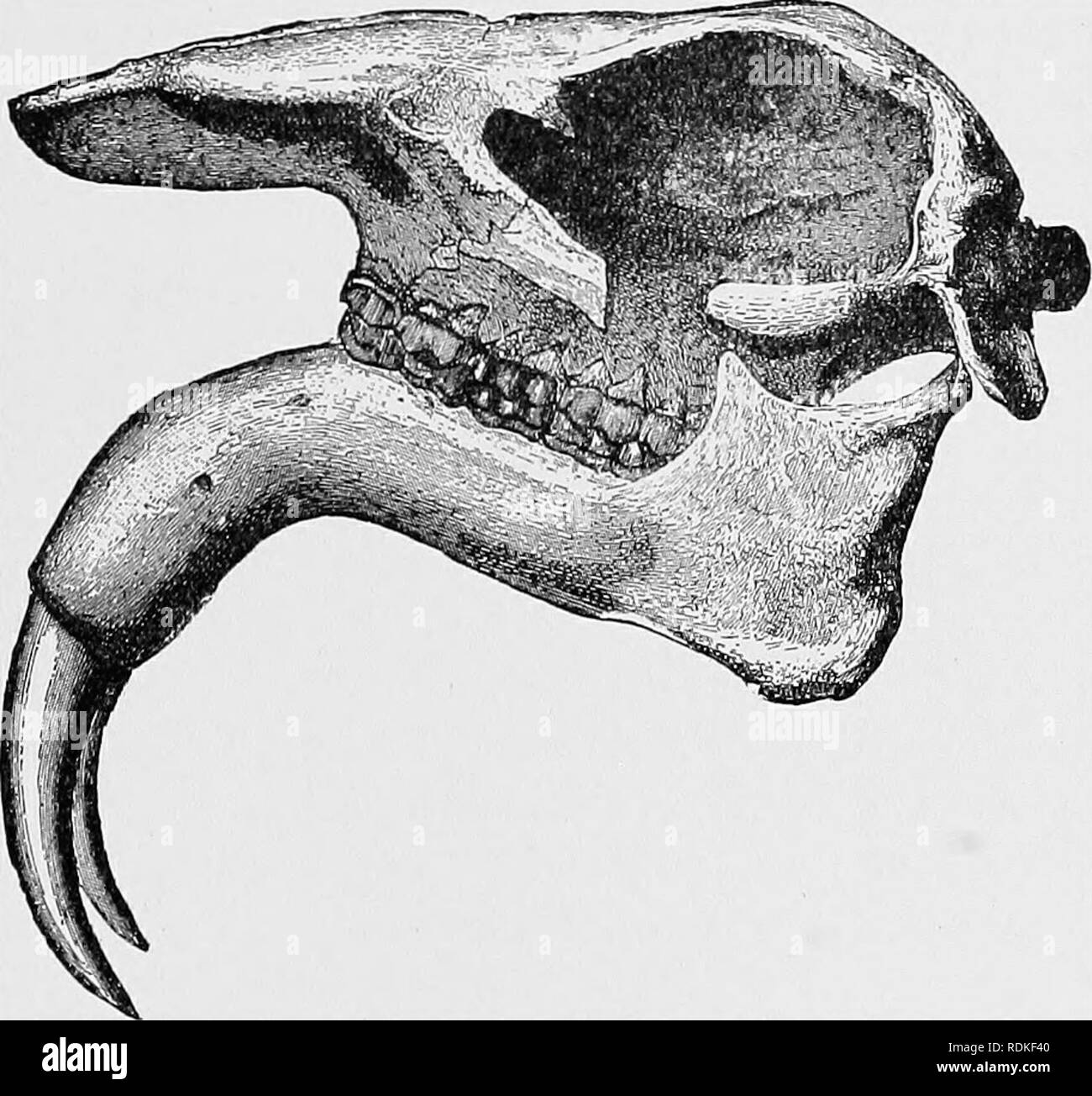 Indian elephant skull hi-res stock photography and images - Alamy