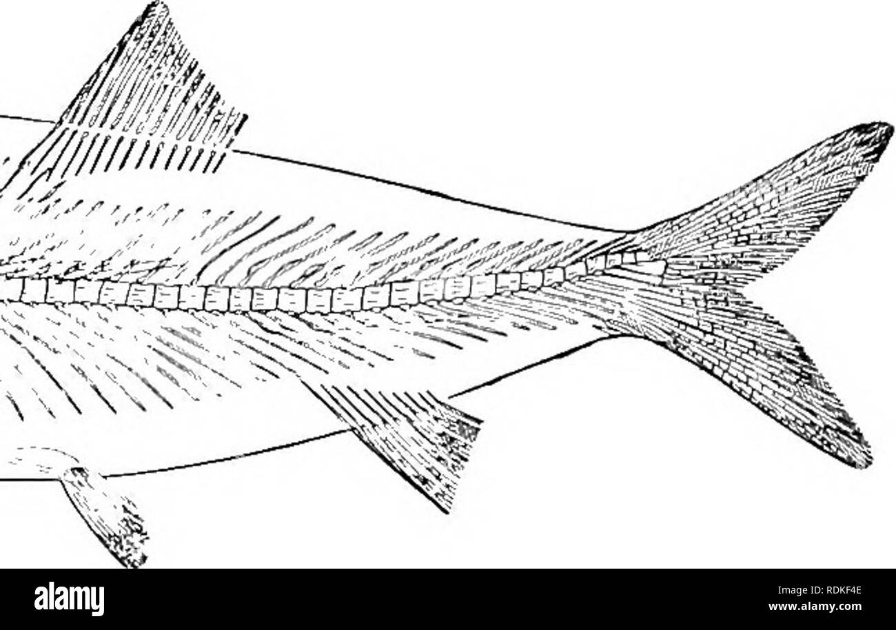 . The Cambridge natural history. Zoology. '''(//A ZO y/////yy/g0 ...