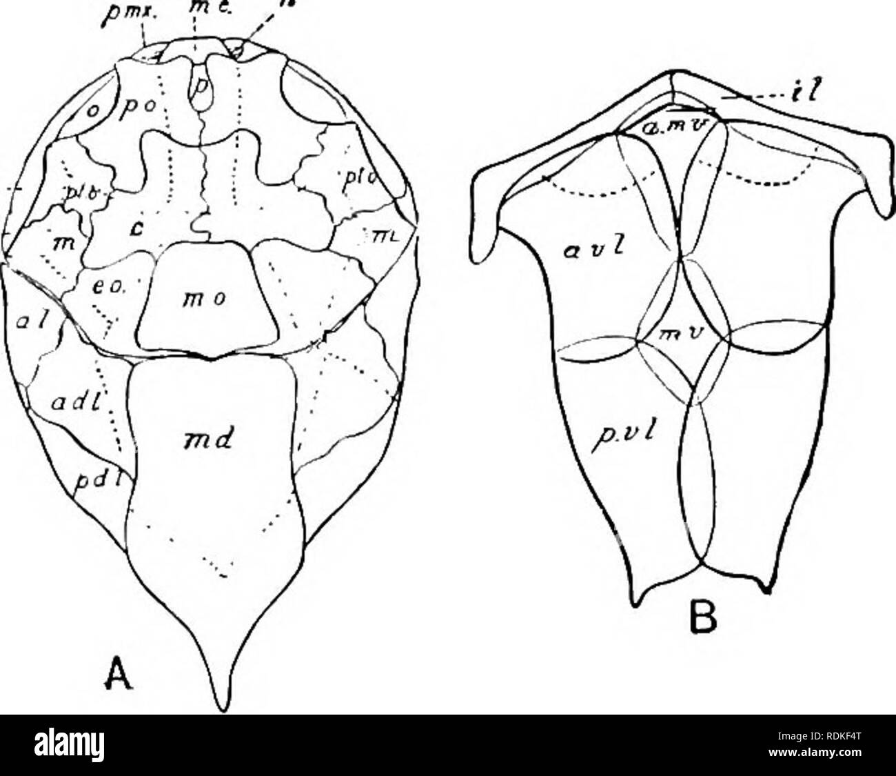 Neural plates Black and White Stock Photos & Images - Alamy
