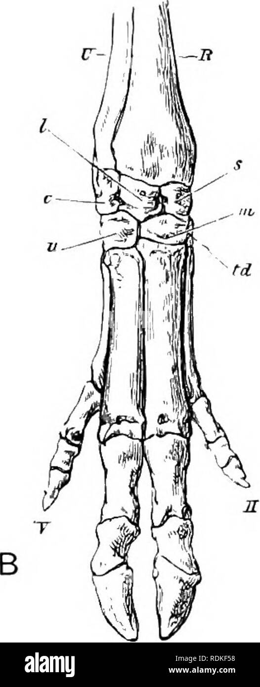 . The Cambridge natural history. Zoology. Fig. 113.—Bones of the manus ...
