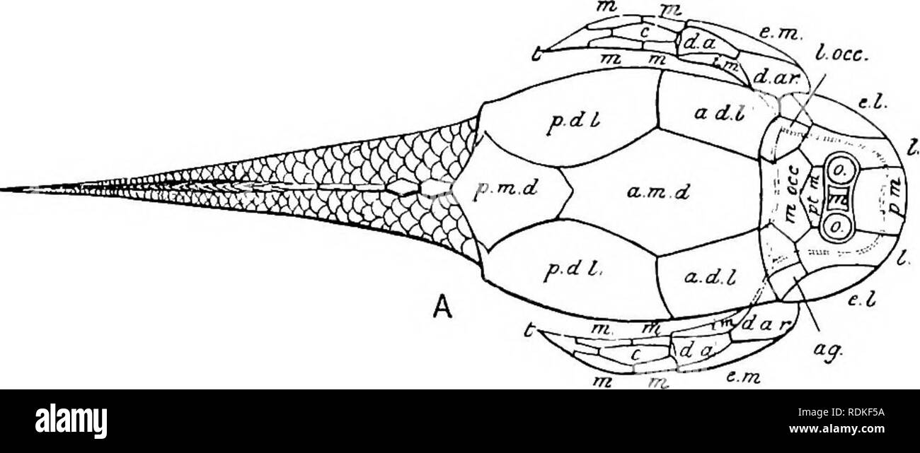 Flattened shield like hi-res stock photography and images - Alamy