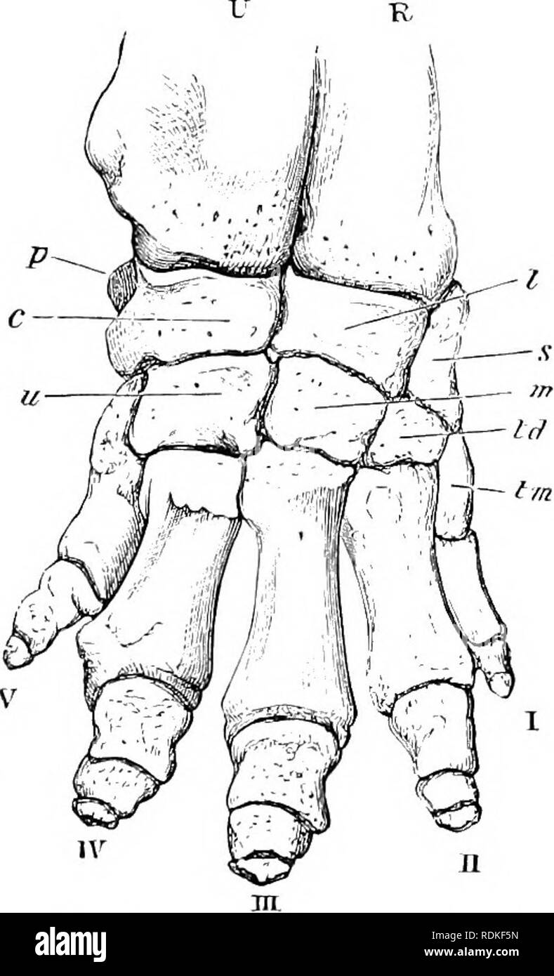 Hyrax Black and White Stock Photos & Images - Alamy
