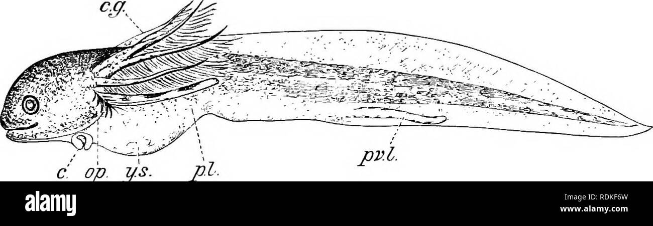Operculum fish Black and White Stock Photos & Images - Alamy