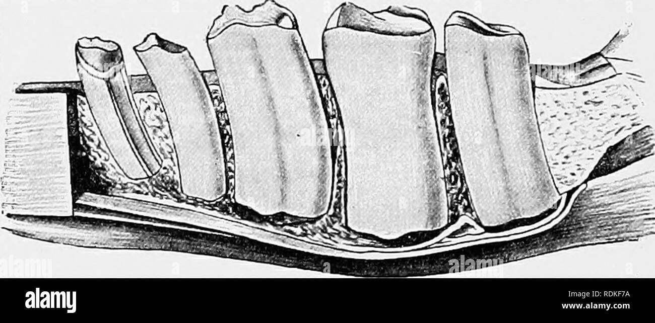 . The Cambridge natural history. Zoology. I 88 TEETH OF AARD VARK ...