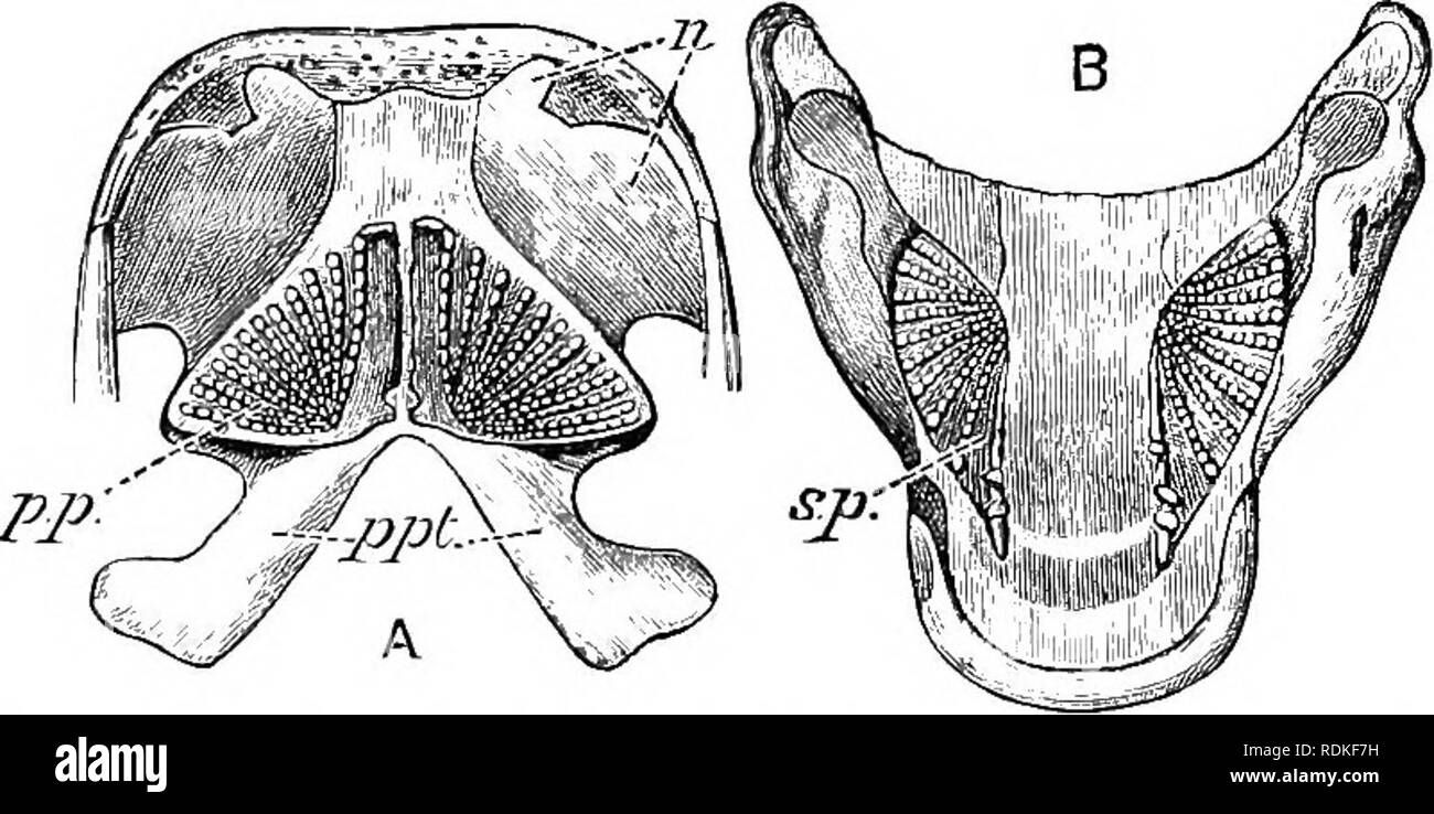 . The Cambridge natural history. Zoology. Fig. 302.—Outline restoration ...