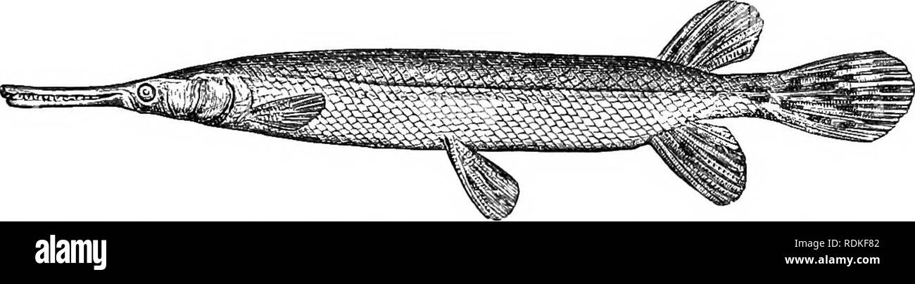 . The Cambridge natural history. Zoology. HOLOSTEI 503 ossified ...