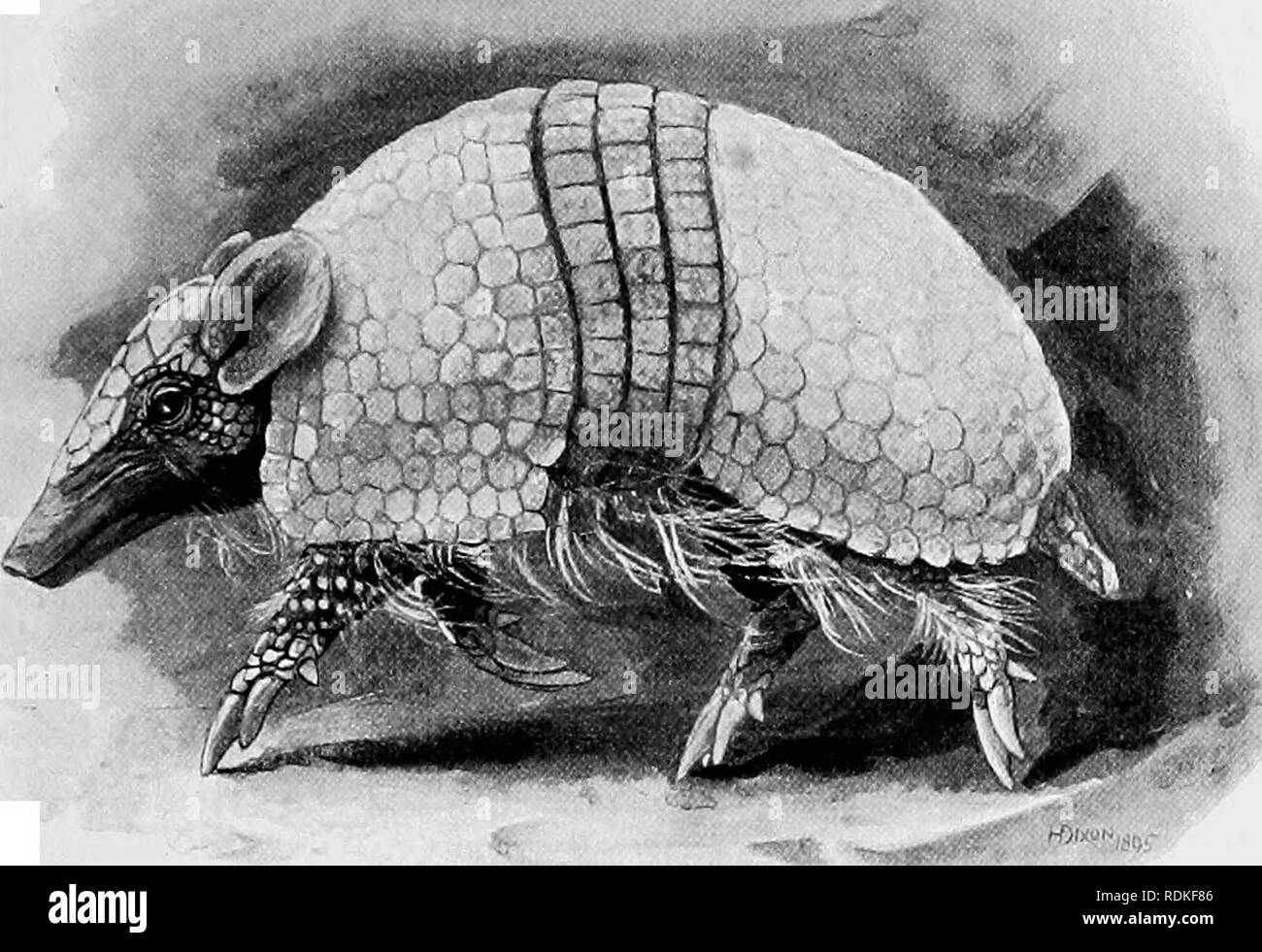 Black And White Armadillo