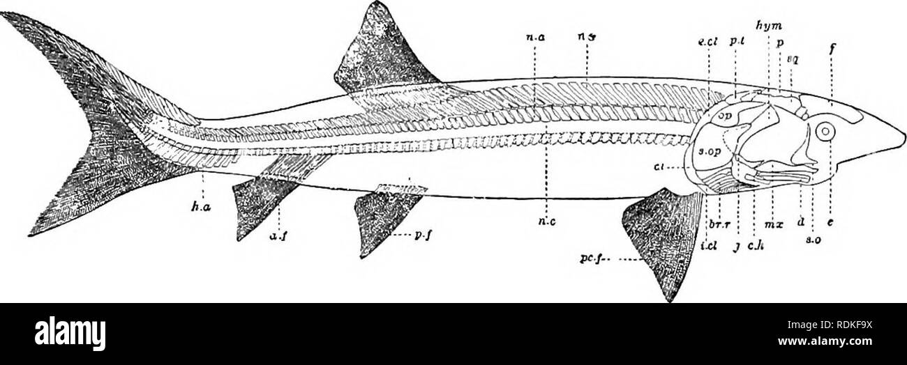 Palaeoniscidae hi-res stock photography and images - Alamy