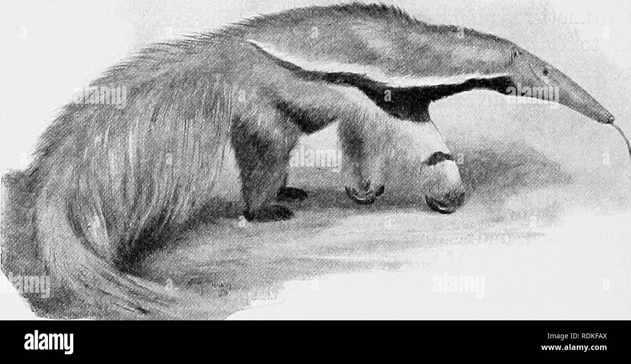 . The Cambridge natural history. Zoology. 1(56 AMERICAN ANTEATERS Sris ...
