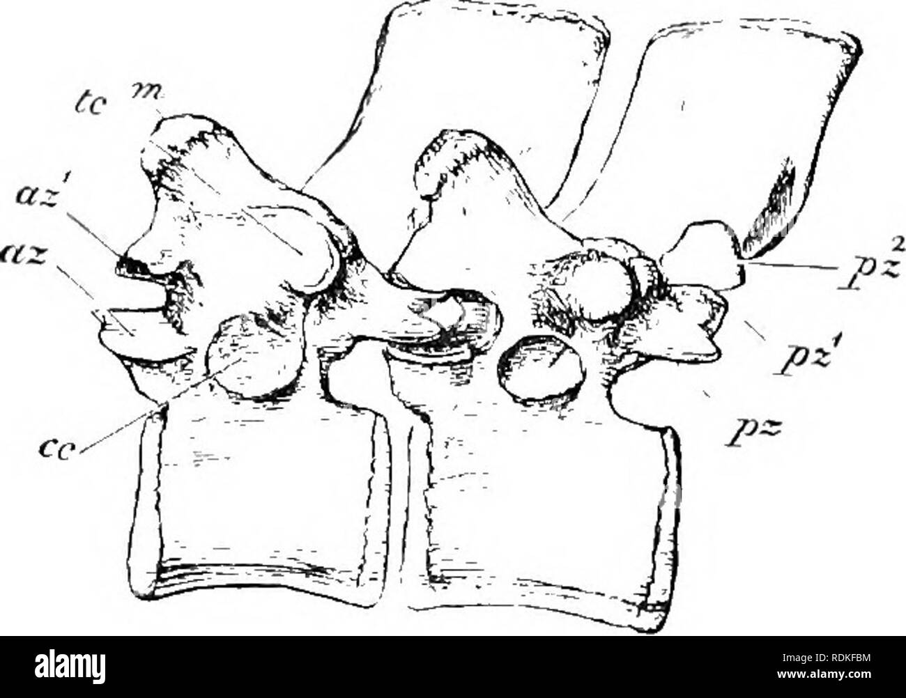 . The Cambridge natural history. Zoology. VERTEBRAE OF ANTEATERS 163 ...