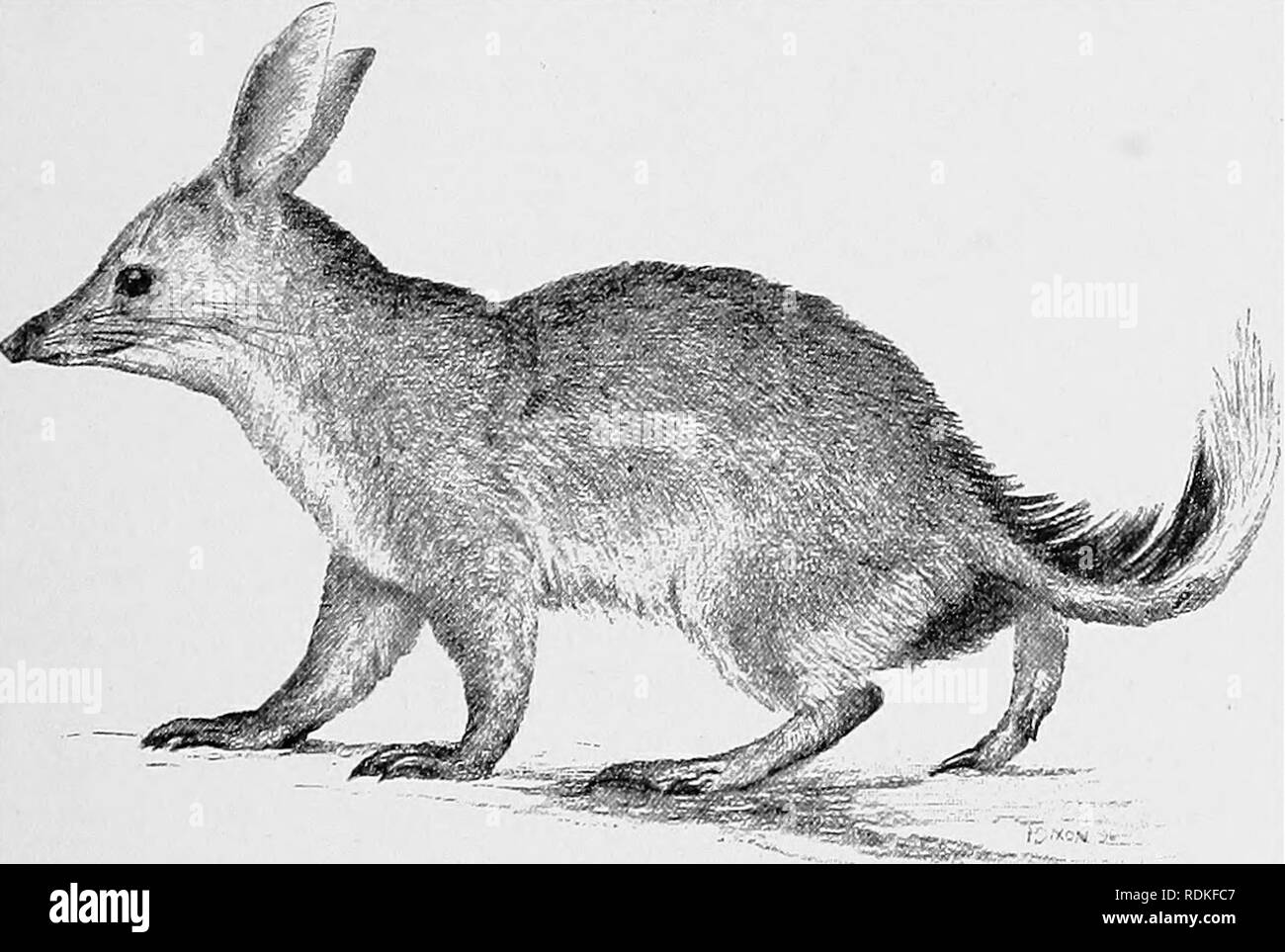 . The Cambridge natural history. Zoology. Fig. 85.—Bones of niaiius. A ...