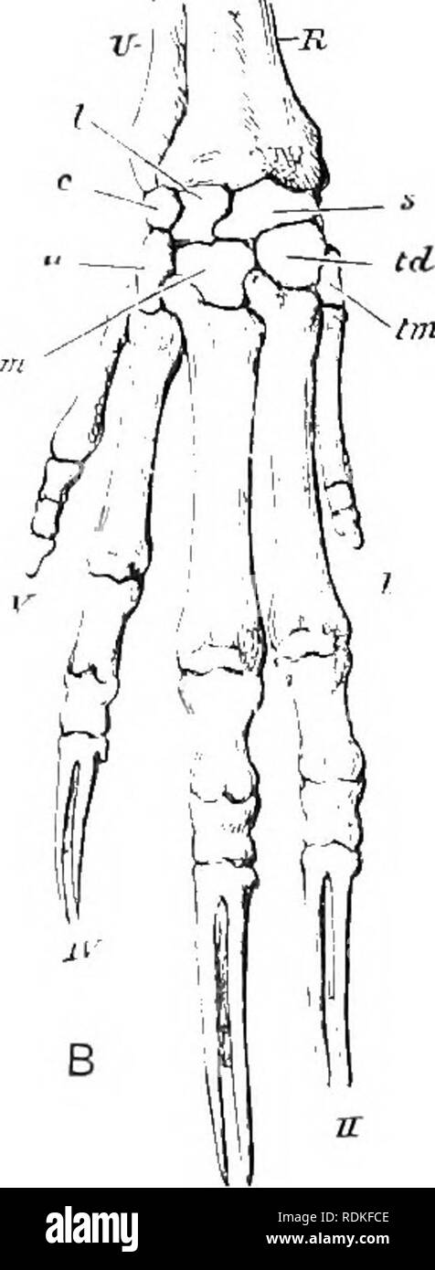 Rabbit bones Black and White Stock Photos & Images - Alamy