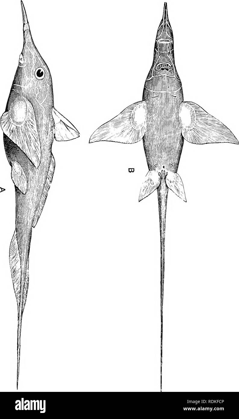 Wing like pectoral fins Black and White Stock Photos & Images - Alamy