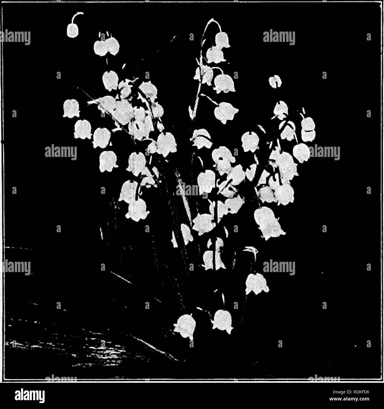 . Our garden flowers; a popular study of their native lands, their life ...